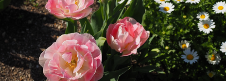 天天称颂你(更新版) – FYDT 福音电台