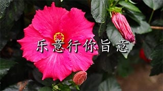 乐意行你旨意 – FYDT 福音电台